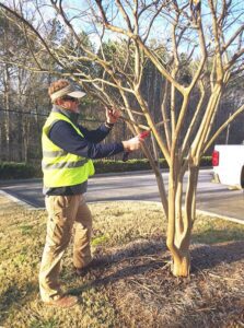 Crepe Murder - How to Fix and Care for Crepe Myrtle Trees